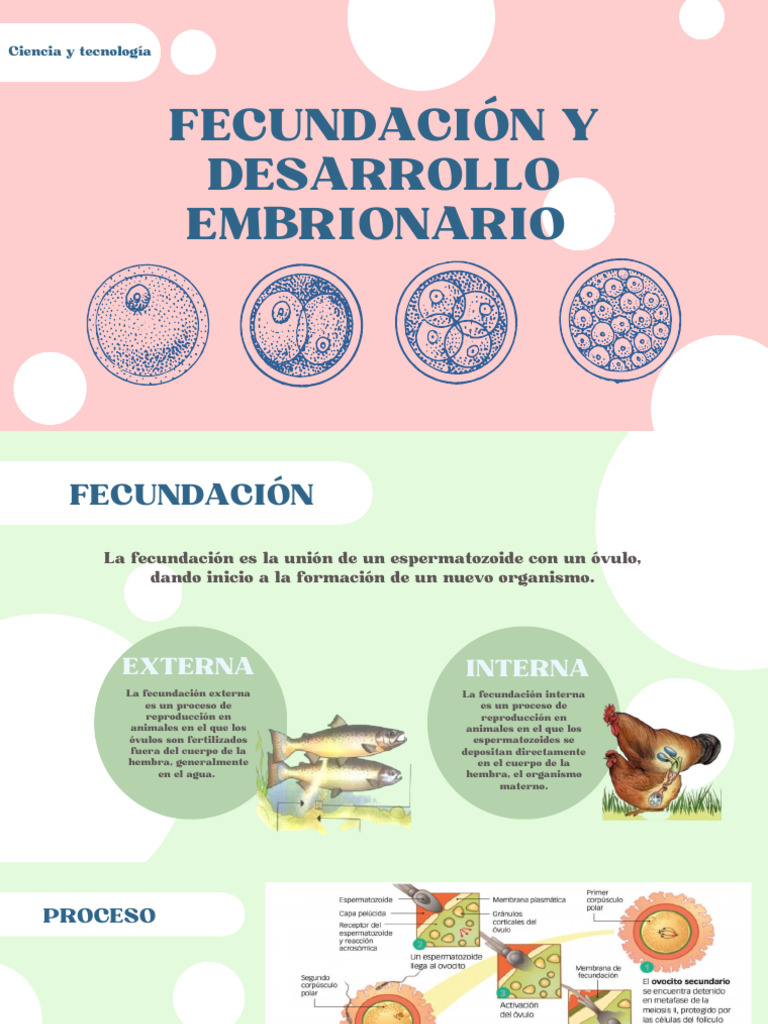 Fecundación y desarrollo embrionario | PDF | Embrión | Procesos biologicos