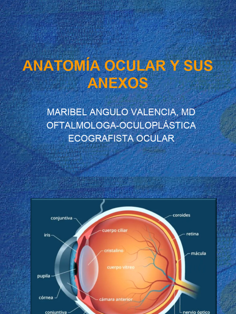 Anatomía Del Ojo Y Anexos Oculares Pdf – Limmerkoll