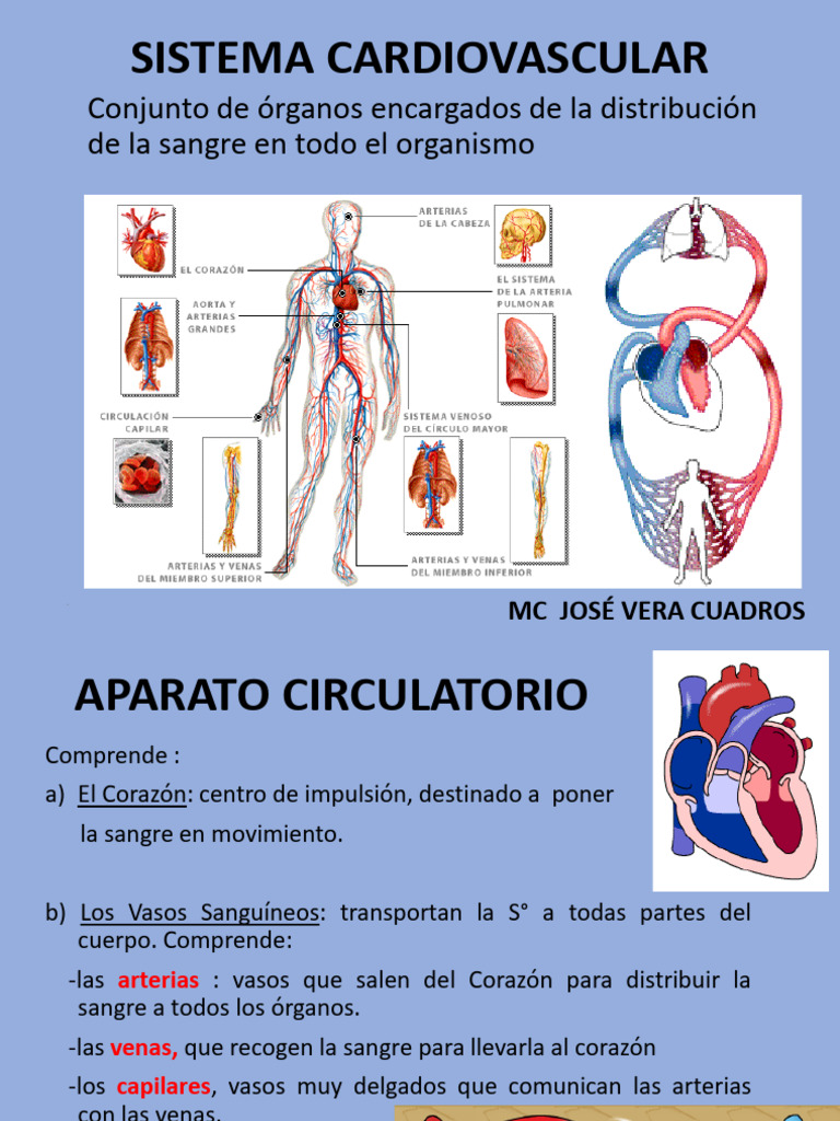 Anatom - Clase 6 | PDF | Corazón | Vena