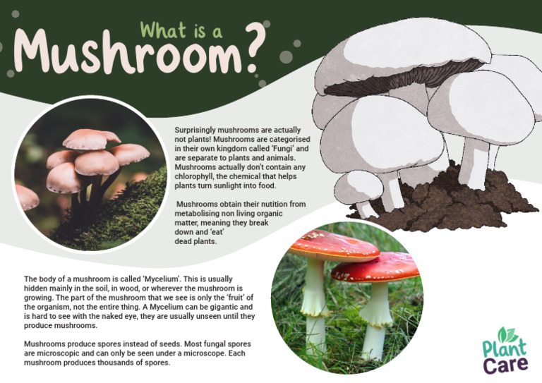 Understanding Mushrooms and Fungi | PDF | Science & Mathematics