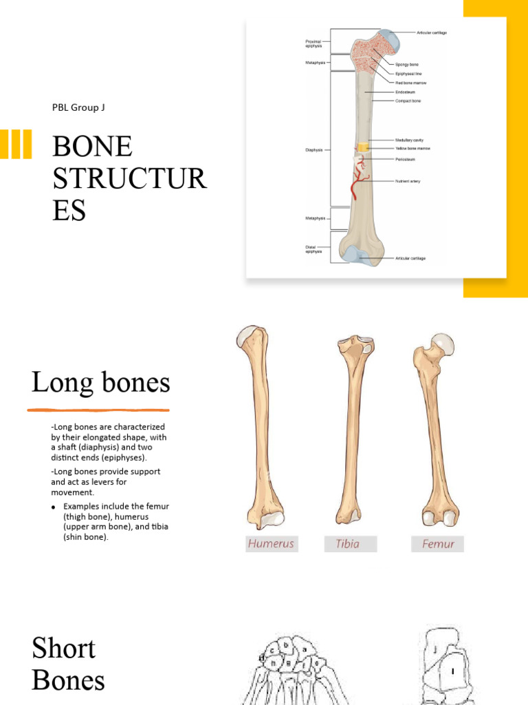 BOne Structures | PDF