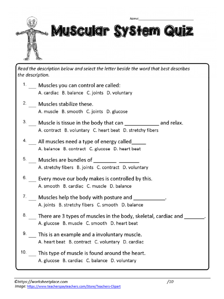 Muscular System Quiz | PDF