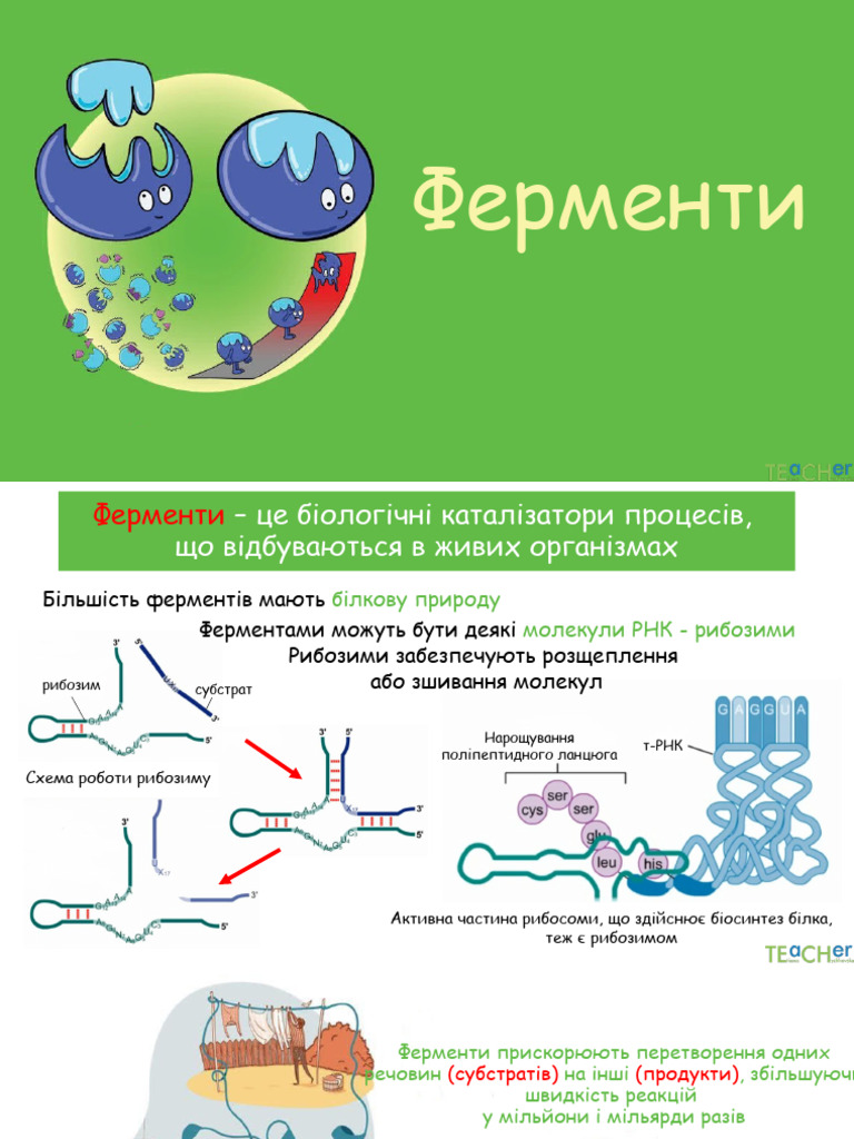 6 урок Ферменти | PDF