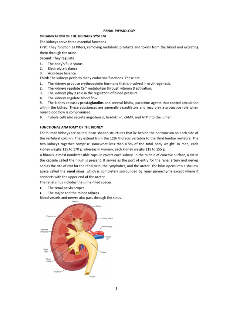 Urinary System | PDF | Kidney | Physiology
