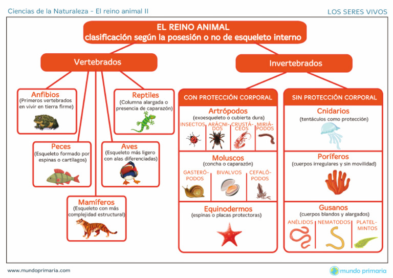 Reino Animal | PDF