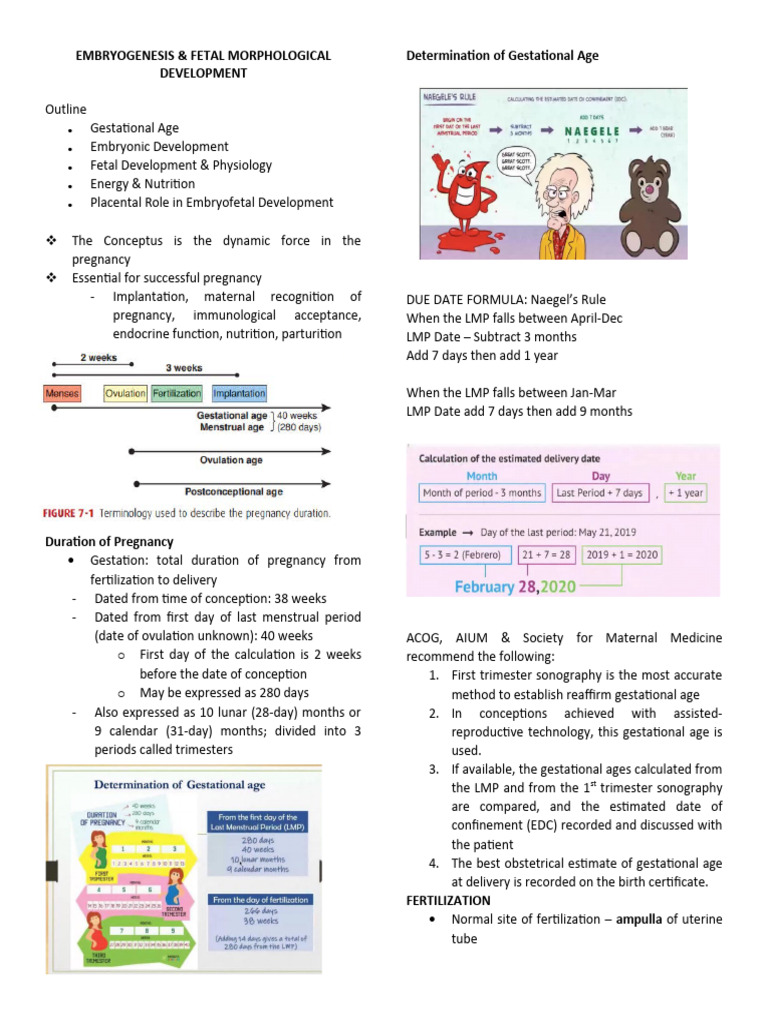 OB Embryogenesis Fetal Development Trans | PDF | Medical Specialties ...
