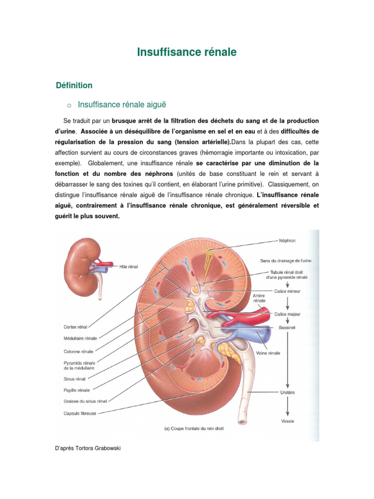 Insuffisance rénale : Types, Causes et Symptômes | PDF | Rein ...