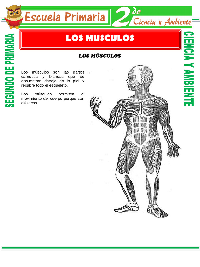 Músculos del Cuerpo para Niños | PDF | Relaciones personales, crianza y ...