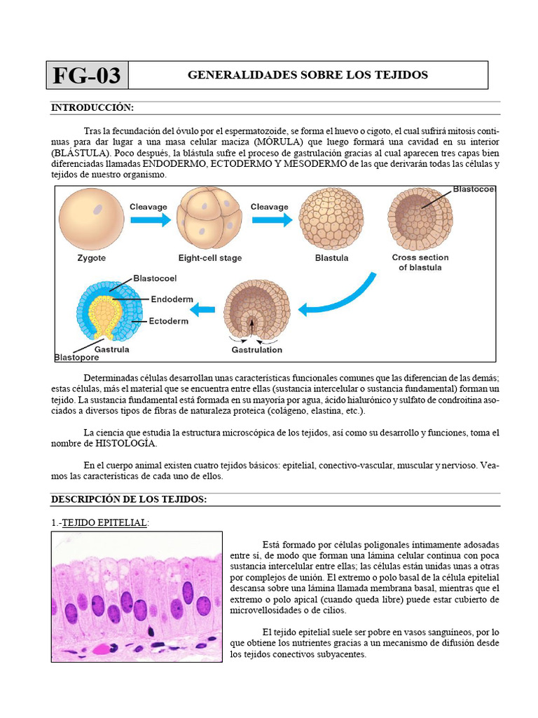 Fg03-Generalidades Sobre Los Tejidos | PDF | Hueso | Epitelio