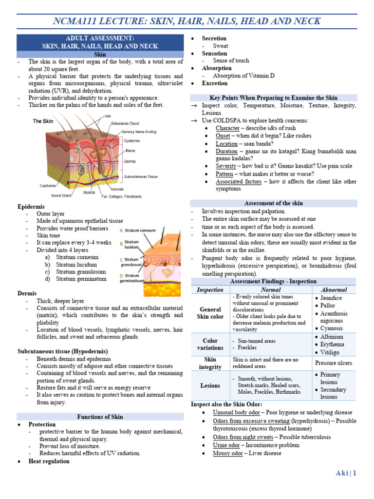 WK8 9 Skin Hair Nails Head and Neck | PDF | Nail (Anatomy) | Skin