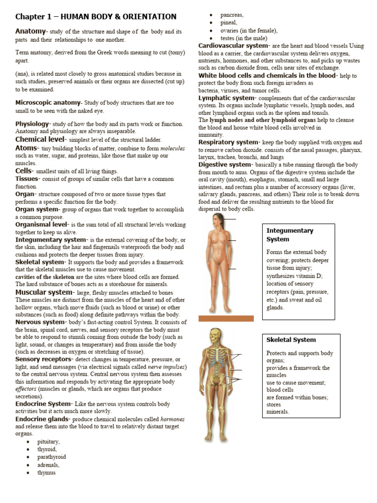 Anaphy Reviewer | PDF | Human Body | Endocrine System