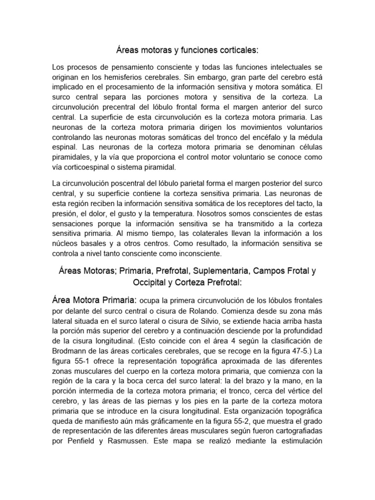 Funciones de Áreas Motoras Corticales | PDF | Cerebro | Corteza cerebral