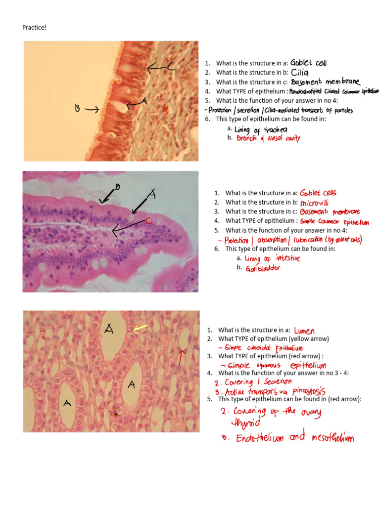 Histo Lab - Practice With Answers | PDF