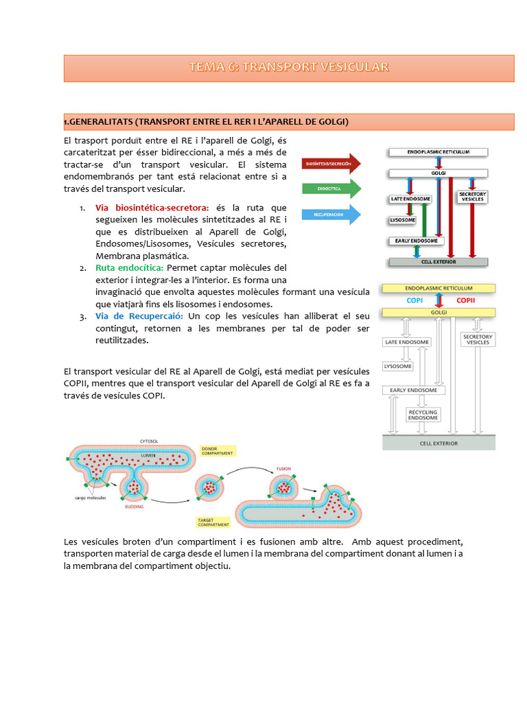 TEMA 6 - Transport Vesicular | PDF
