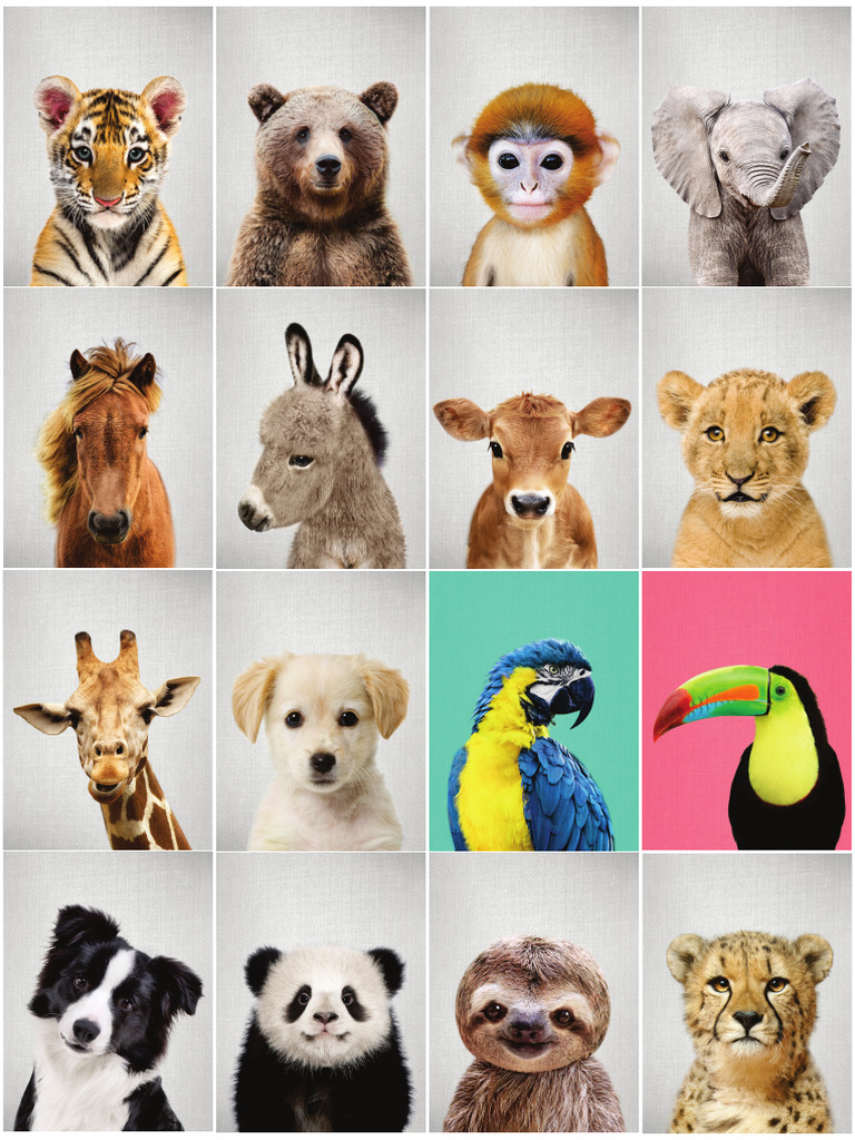 Animales | PDF