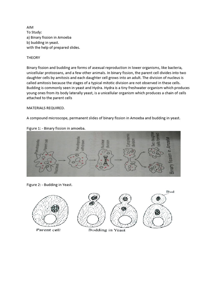 Binary Fission in Amoeba Study Guide | PDF