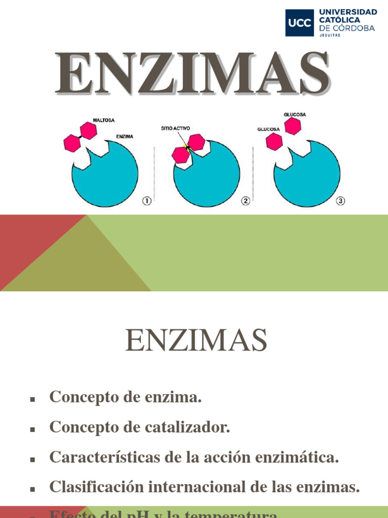 En Zimas | PDF | Enzima | Inhibidor de la enzima