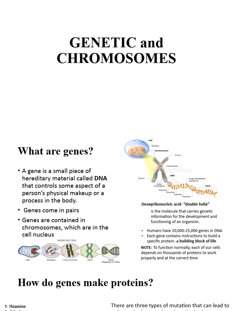 Genetic and Chromosomes | PDF | Genotype | Zygosity