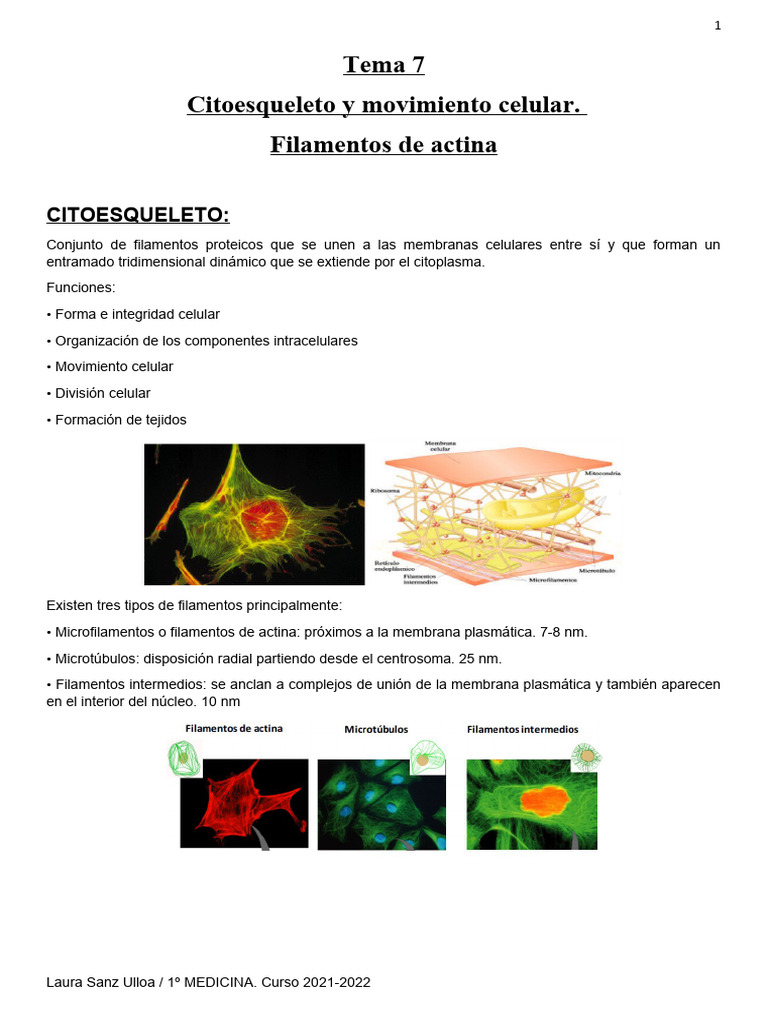Citoesqueleto y Movimiento Celular, Biología Celular | PDF | Actina | Microtúbulos