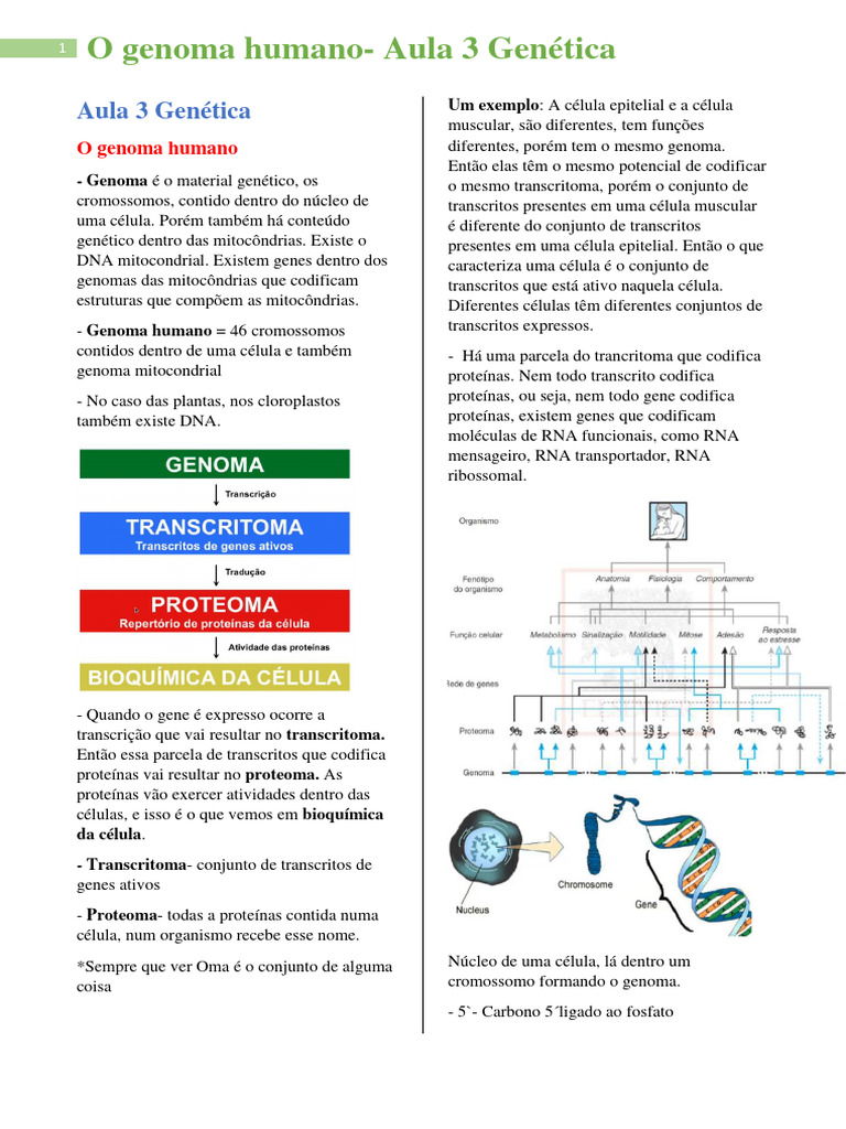 Aula 3 - Genoma Humano | PDF | RNA | Tradução (Biologia)