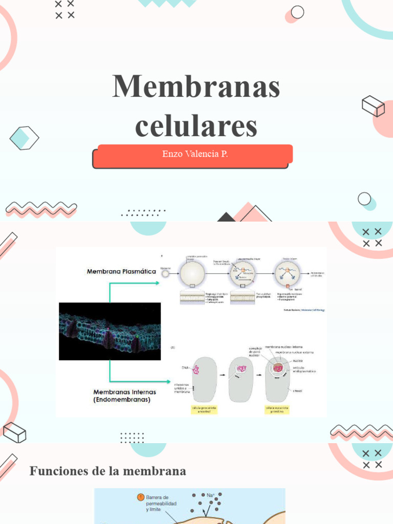 Membranas Biocel | PDF | Membrana biológica | Bicapa lipídica