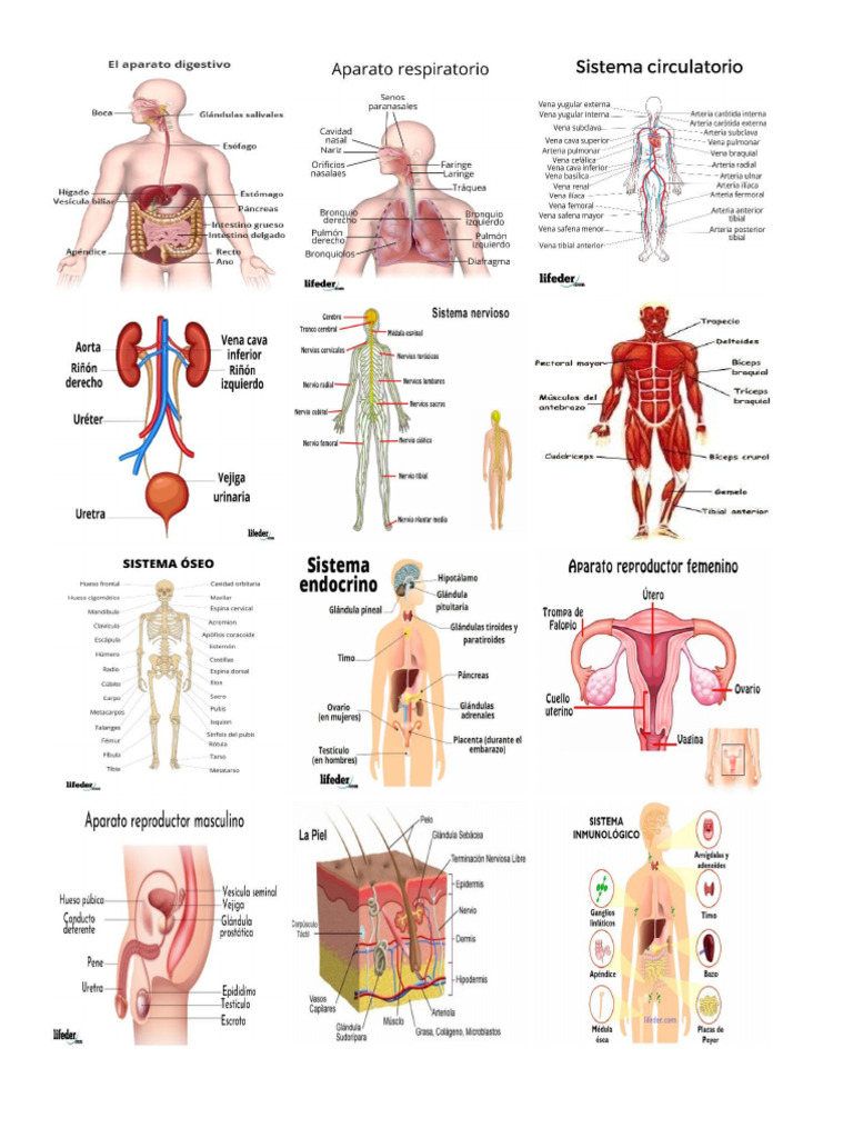 Aparatos y Sistemas Del Cuerpo Humano | PDF