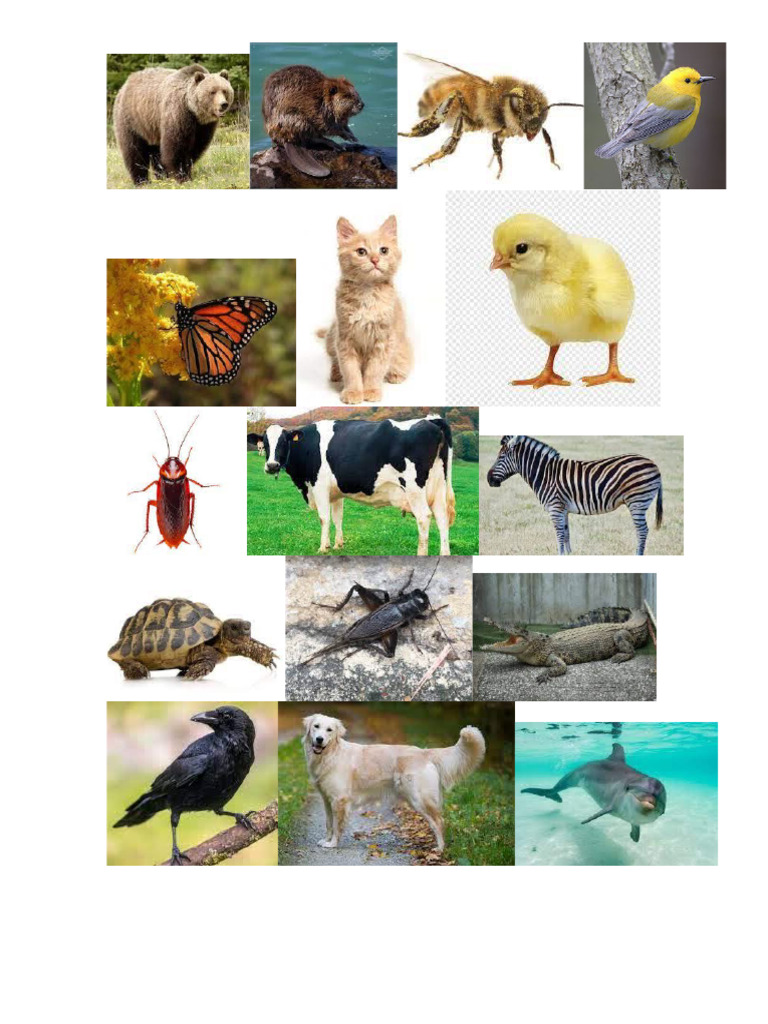 Animales | PDF