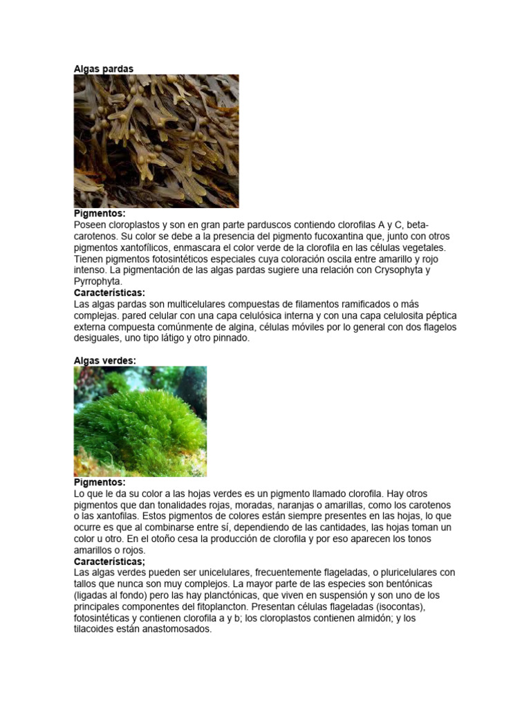 Algas Pardas y Algas Verdes | PDF