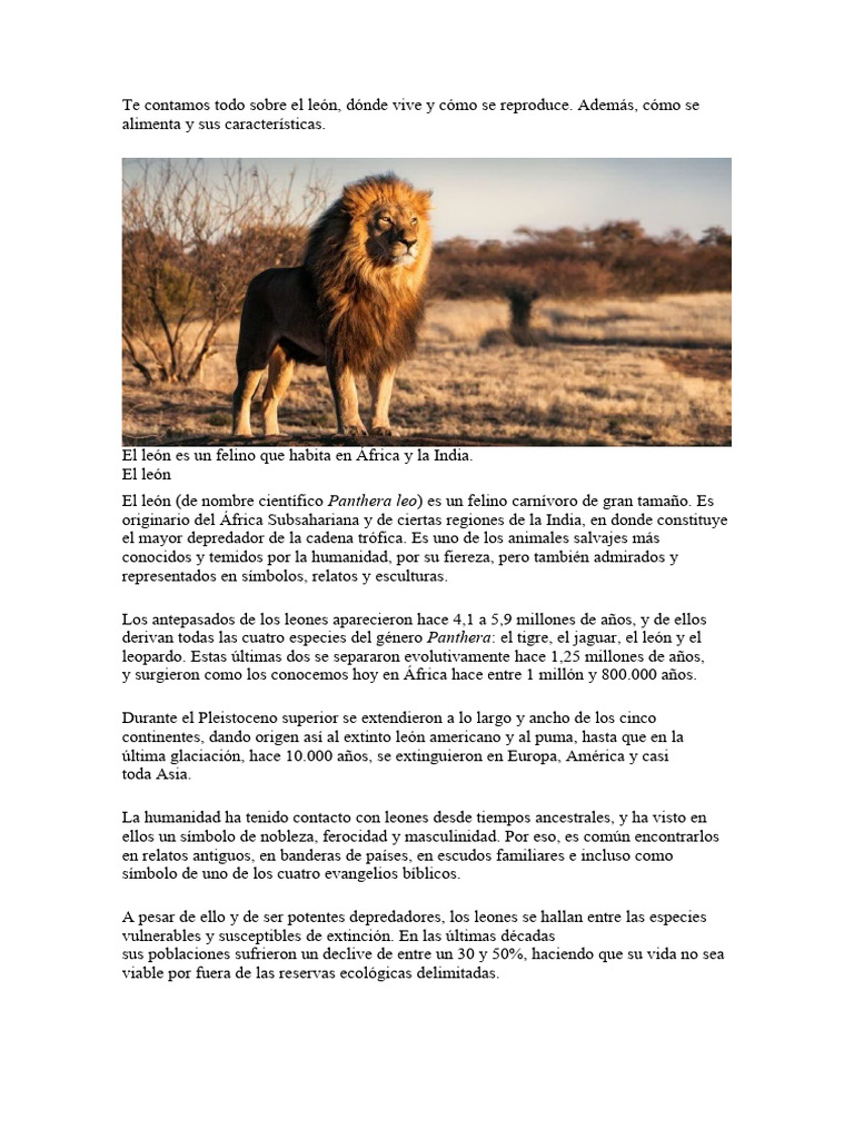 Los Leones | PDF | León | Felidae