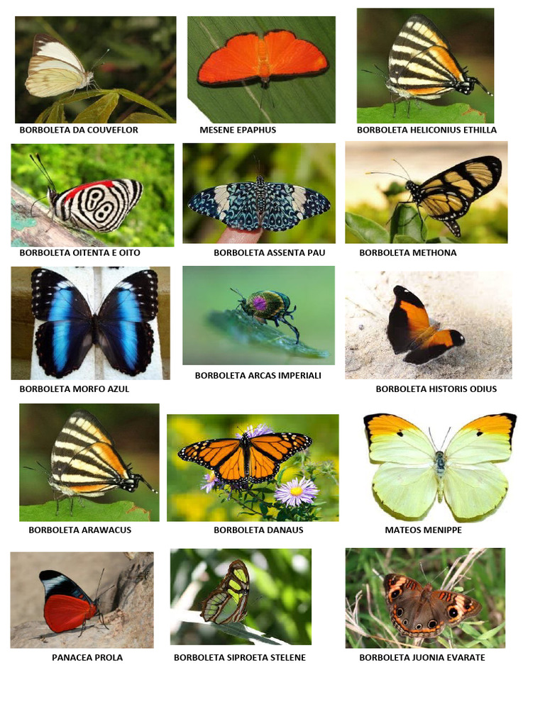 25 Tipos de Borboletas e Mariposas | PDF | Ciências Sociais