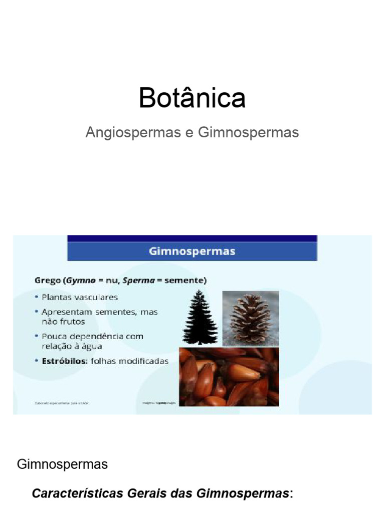 Botânica Gimnospermas e Angiospermas | PDF | Flores | Semente