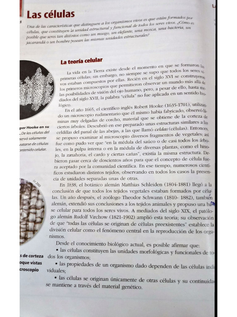 La Celula | PDF