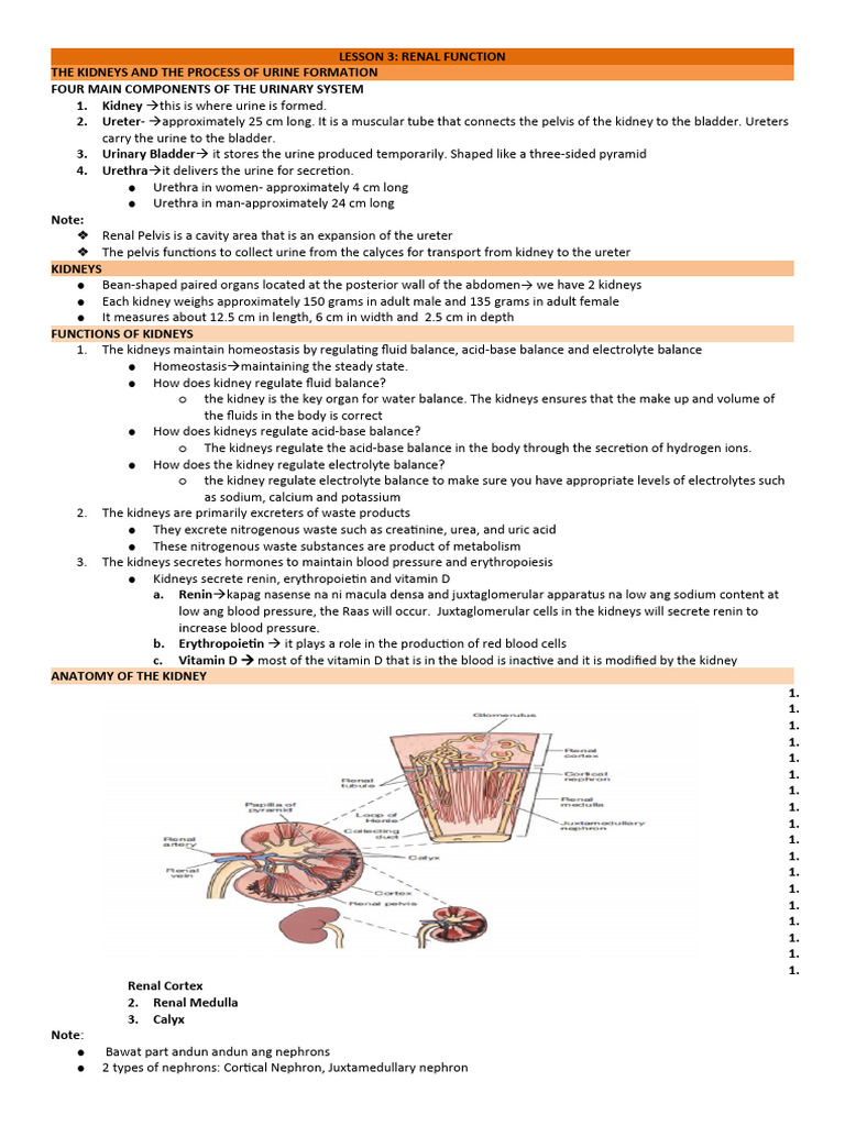 Aubf Chapter 3 Renal Function | PDF