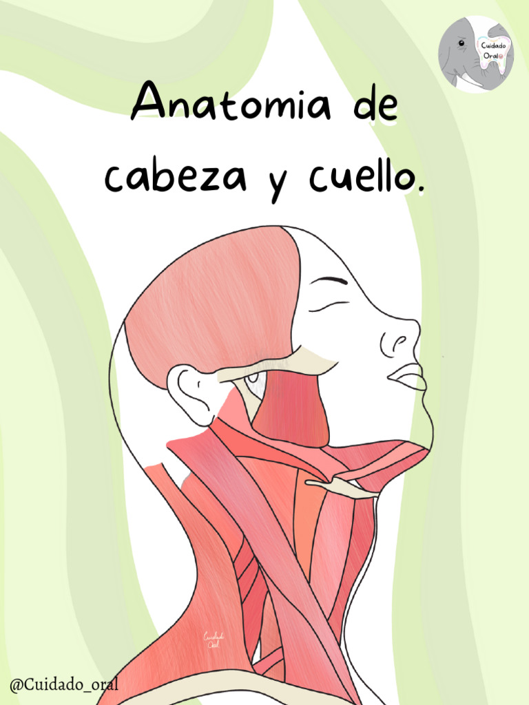 Anatomia de Cabeza y Cuello | PDF