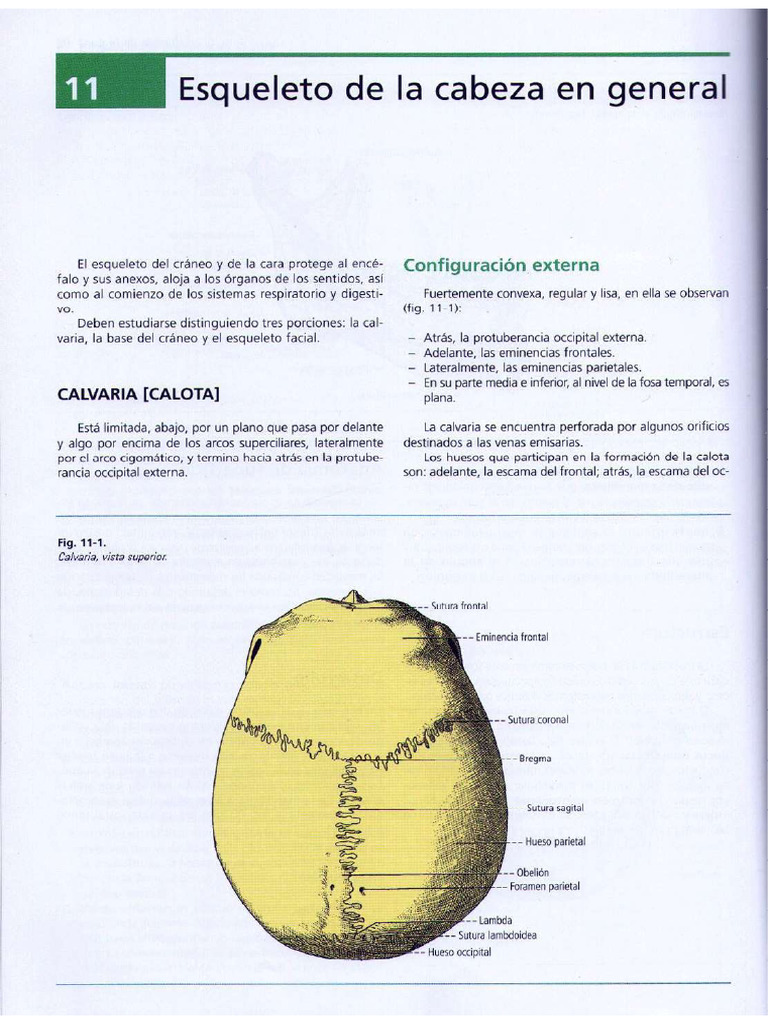 Latarjet Craneo | PDF