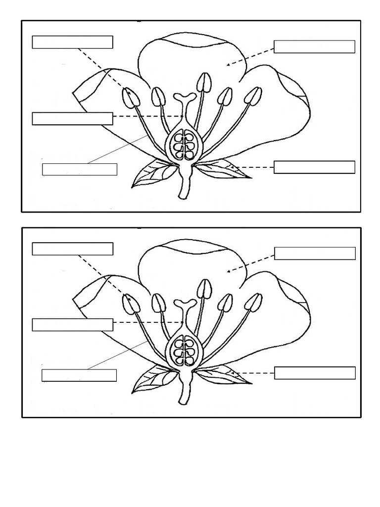partes de la flor | PDF