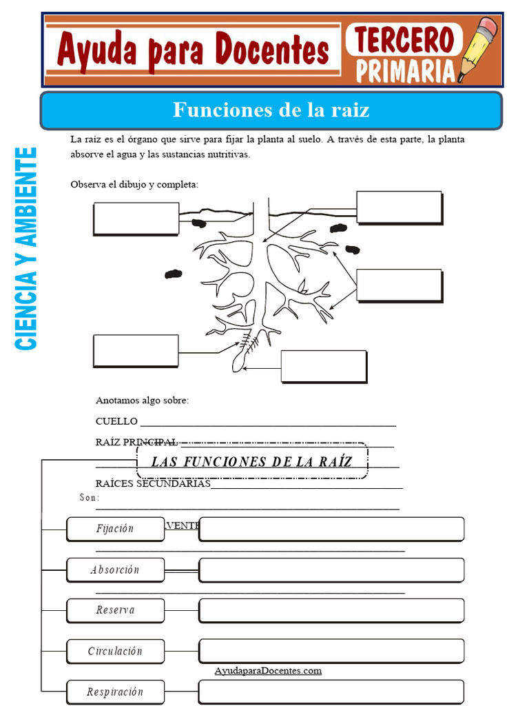 Funciones y partes de la raíz para niños | PDF | Raíz | Ramas de la ...