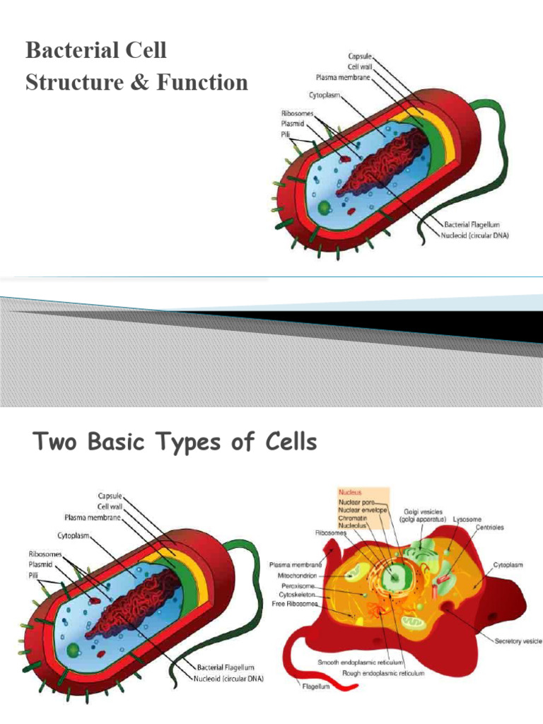 Bacterial Cell Structure Function Pdf