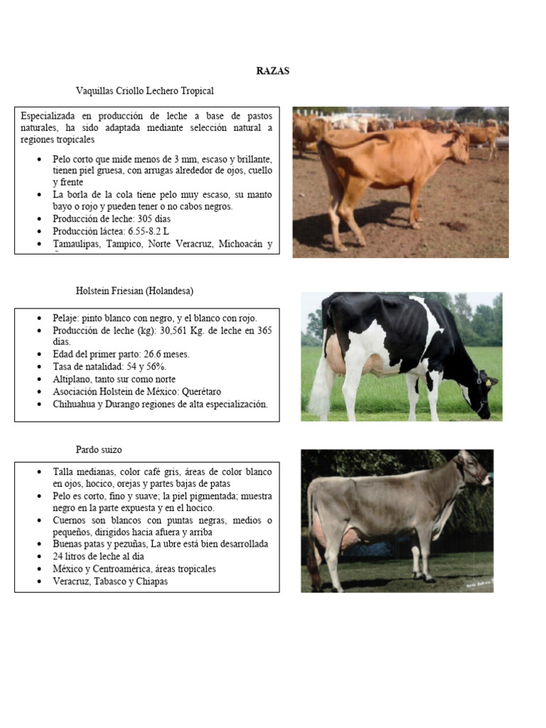 RAZAS | PDF | Oveja | Razas de mamíferos