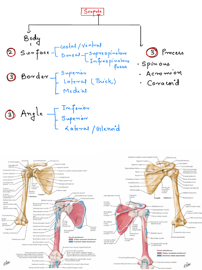 Scapula (Bone and Attachment) Flowchart | PDF | Skeletal System | Limbs ...
