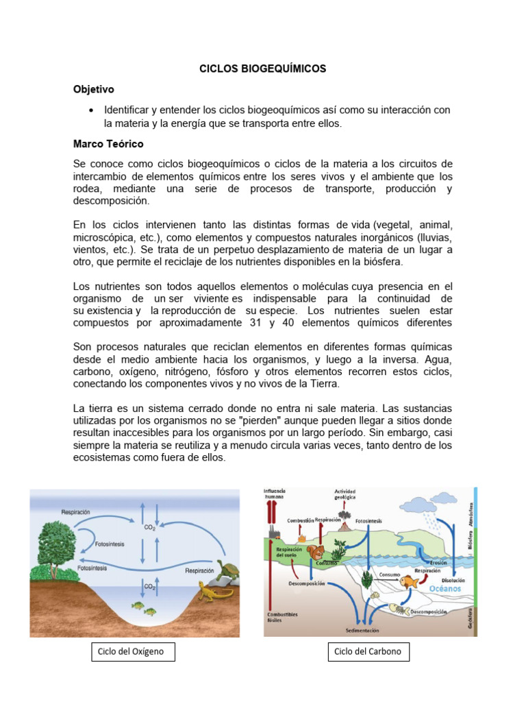 Actividad Práctica Ciclos Biogeoquímicos | PDF | Dióxido de carbono | Oxígeno
