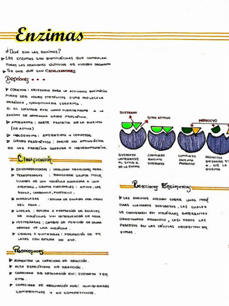 Infografia Enzimas | PDF