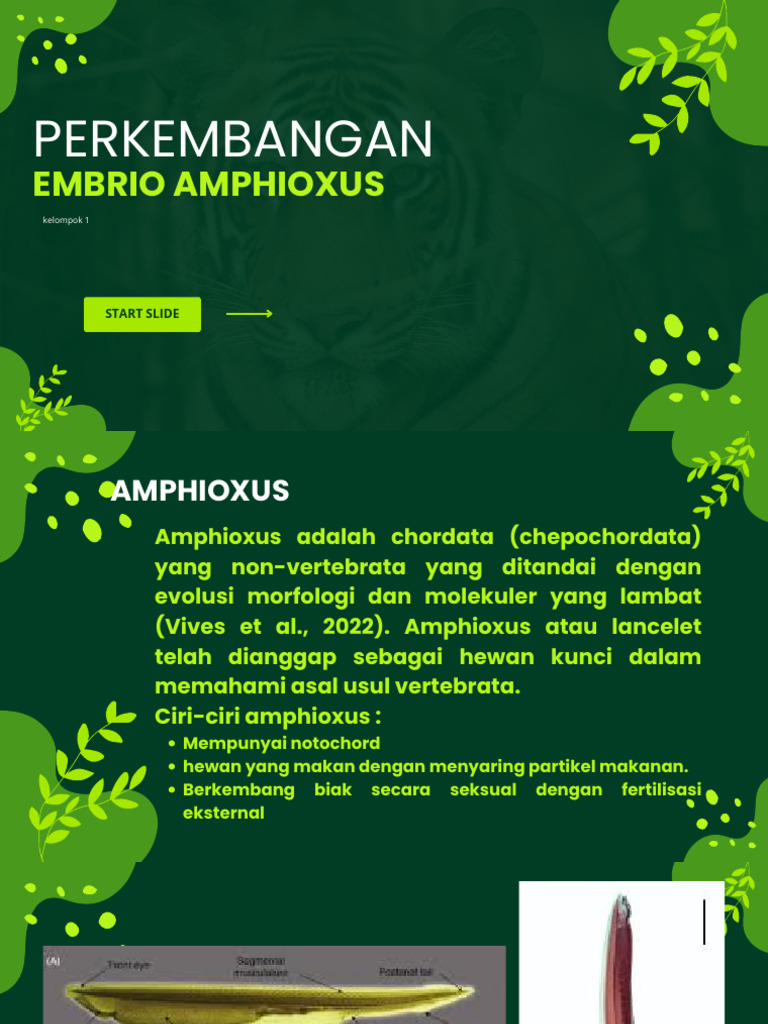 Perkembangan Embrio Amphioxus | PDF