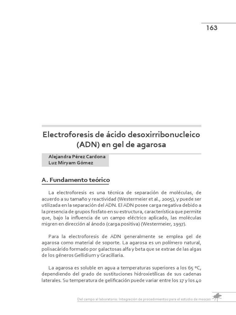 Electroforesis de Ácido Desoxirribonucleico (ADN) en Gel de Agarosa | Descargar gratis PDF ...
