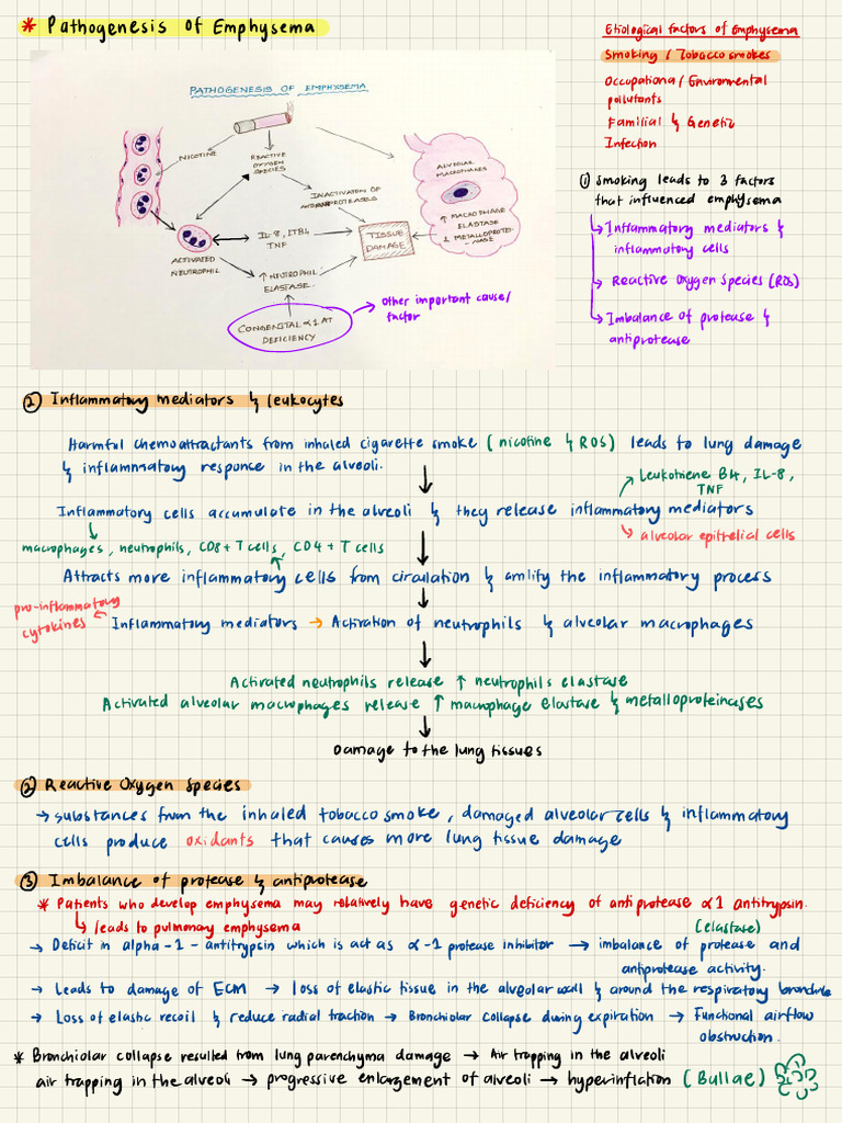 pathogenesis of emphysema | PDF