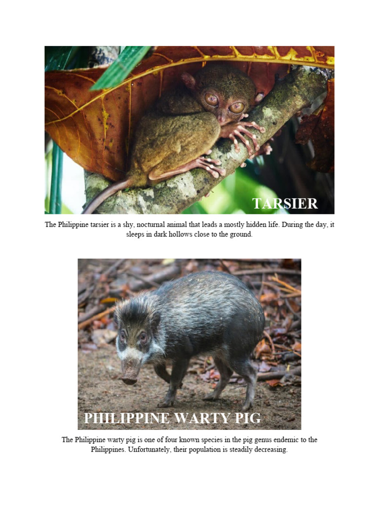 Animals in the Philippines | PDF