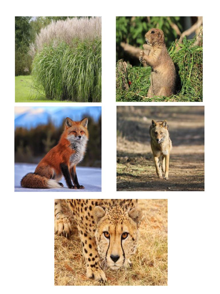 Grassland Food Chain | PDF