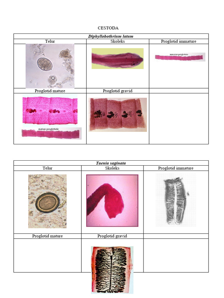 Cestoda and Trematoda Overview | PDF | Cooking, Food & Wine | Wellness