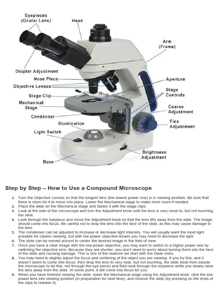 Using a Compound Microscope: Step-by-Step | PDF