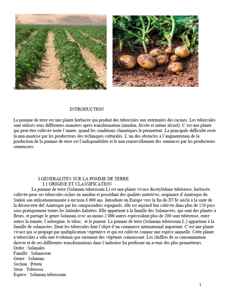 Pomme de Terre | PDF